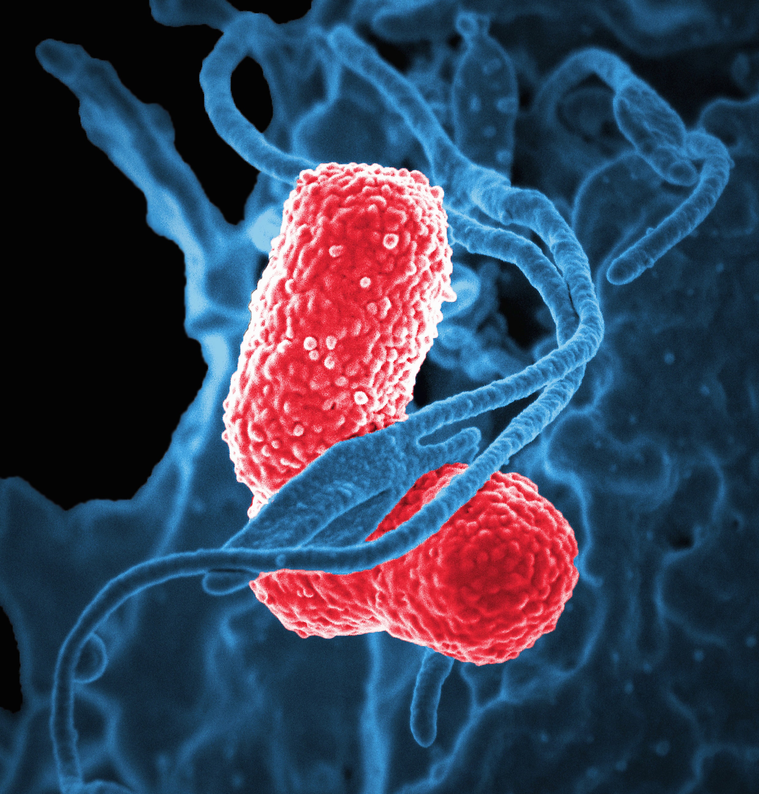 Nu bacteriën ongevoeliger worden voor antibiotica, zijn nieuwe middelen ...