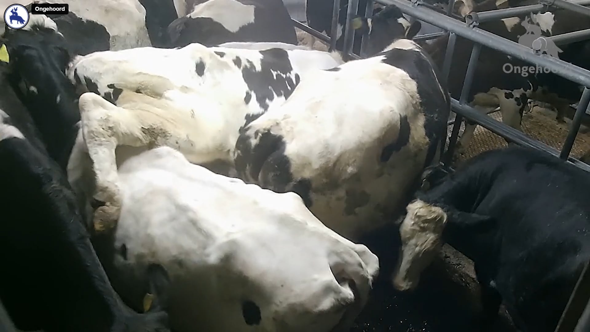 ‘Mishandeling koeien en kalfjes hoort bij de melkindustrie’ | Trouw