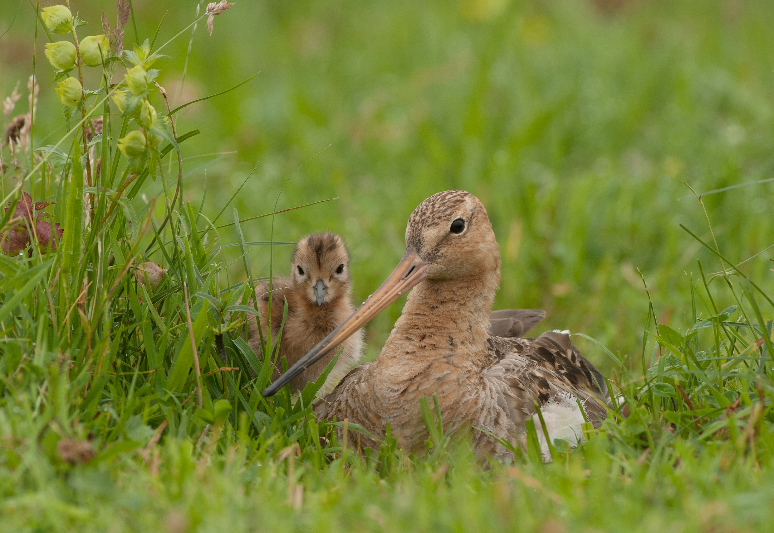 Om jonge grutto’s te bestuderen, gaan onderzoekers zelf eieren ...