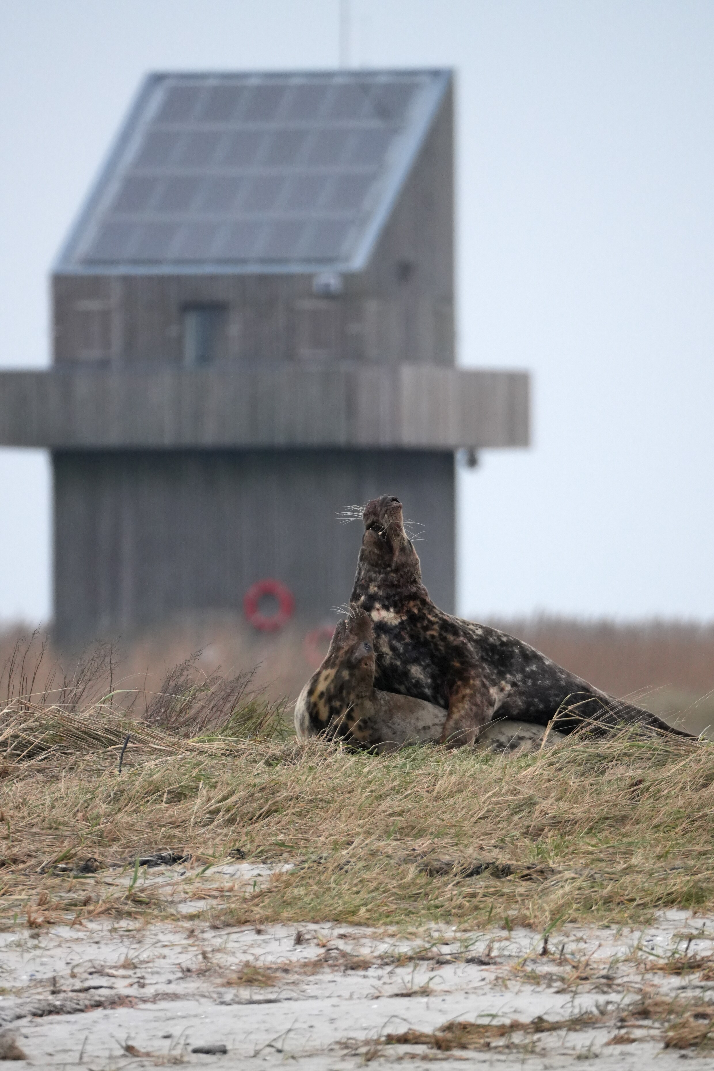 Met de grijze zeehond gaat het wél goed op de Wadden: ‘Het aantal pups ...