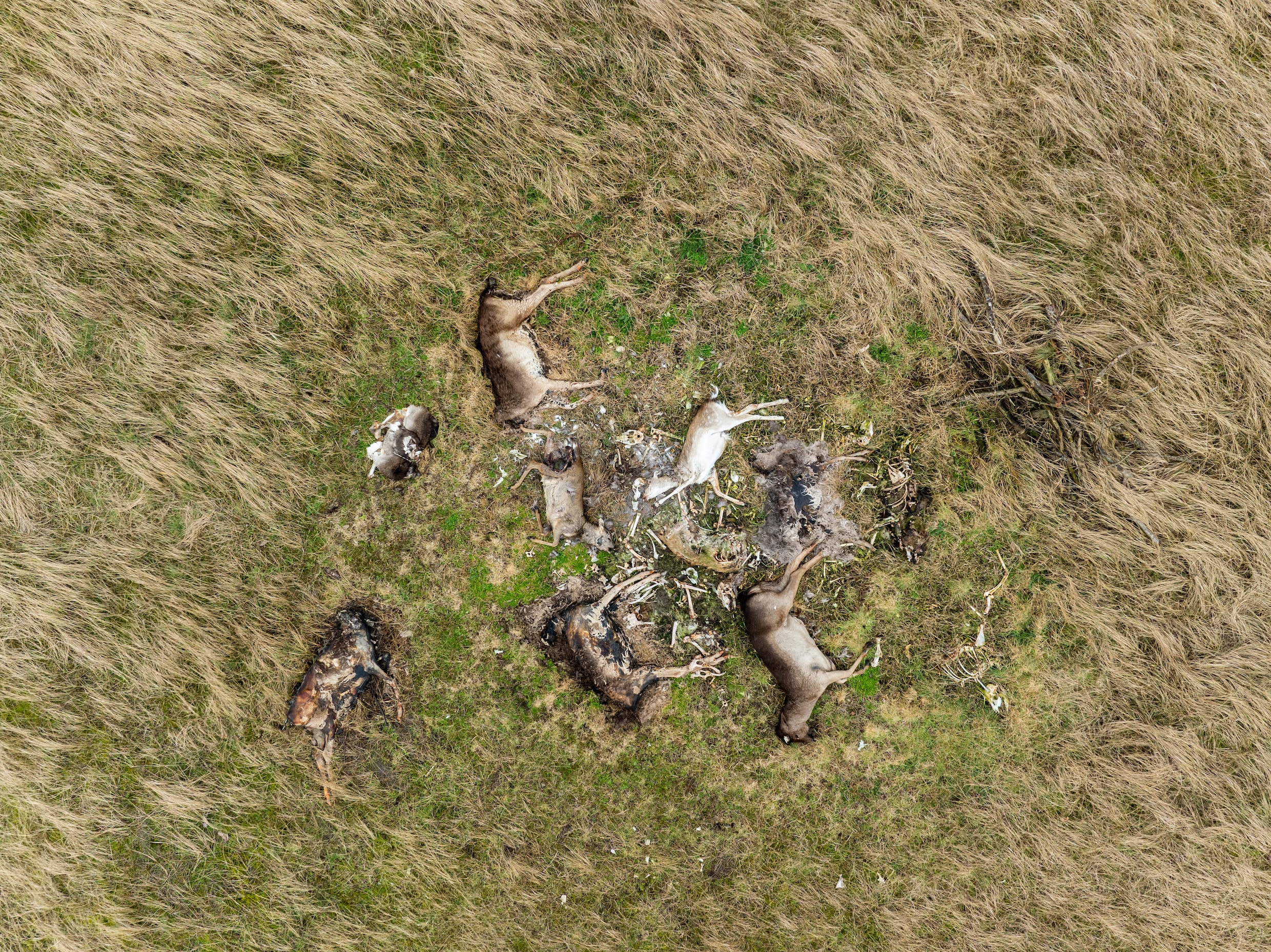 Op deze plek in de Zeeuwse duinen liggen dode damherten samen te ...