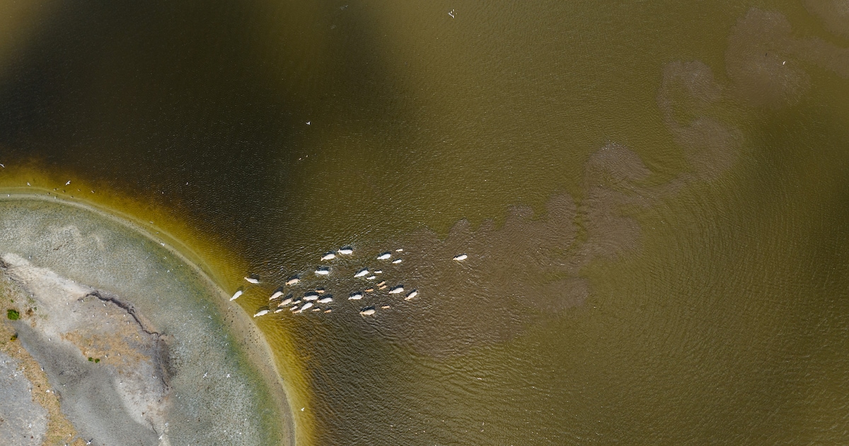 Chique Franse koeien zwemmen vandaag de dag gewoon door ons waterrijke ...