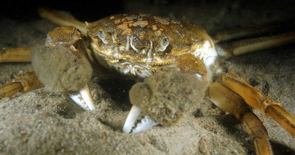 De Chinese wolhandkrab is al 90 jaar in Nederland, maar zorgt vooral in ...