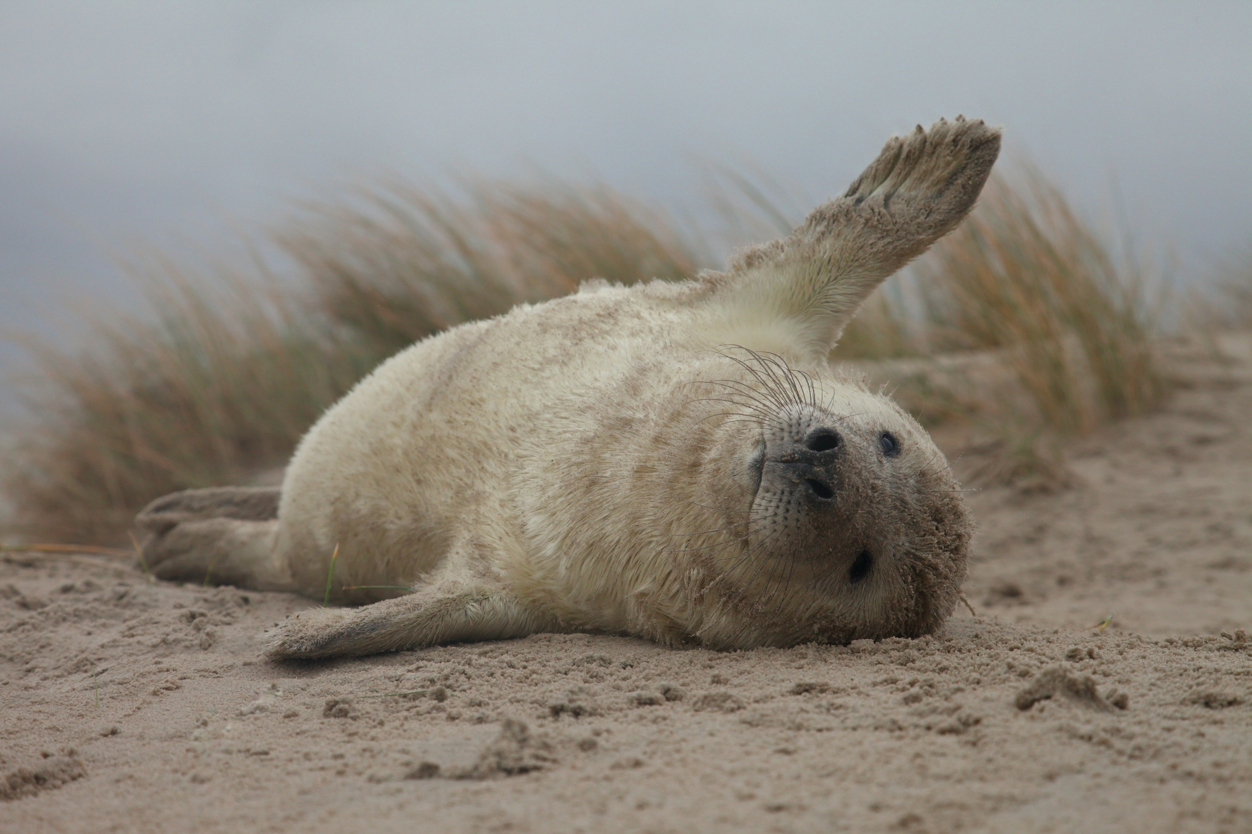 Bij de witte bontjassen op de Wadden is de groei eruit, misschien wel ...