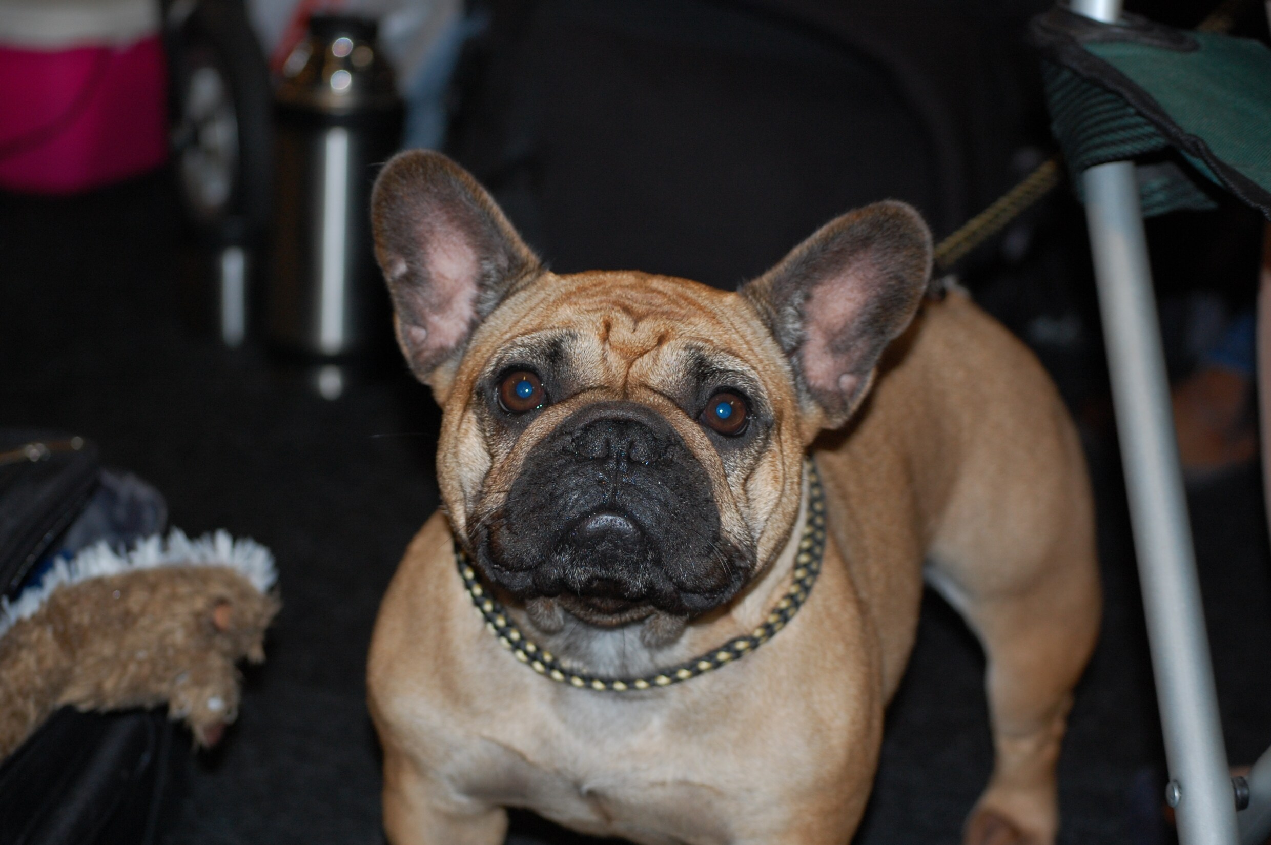 Minister Schouten moet misstanden bij fokken Franse bulldogs ...