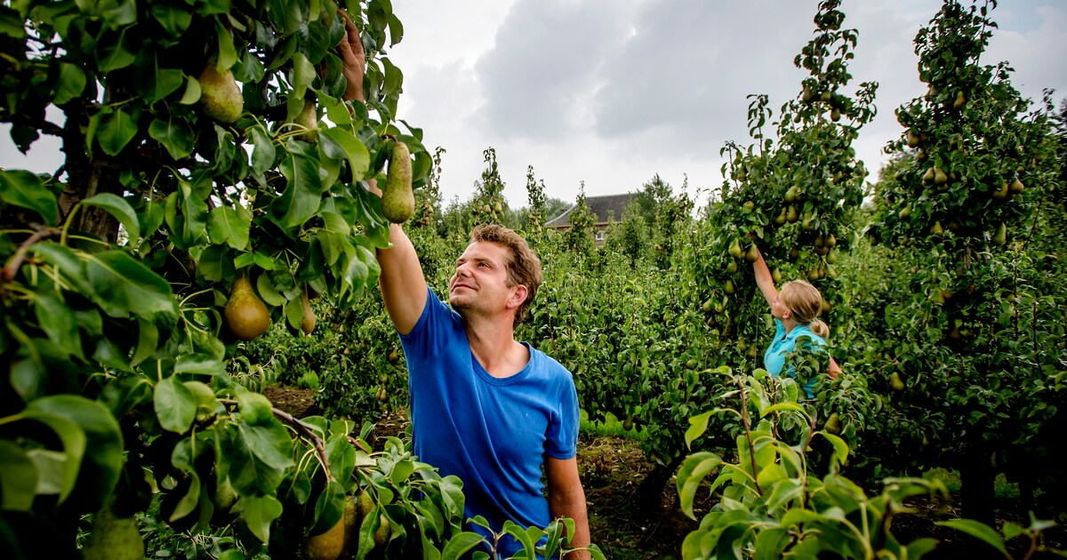 De fruittelers zijn na vijf jaar wel klaar met de sancties tegen ...