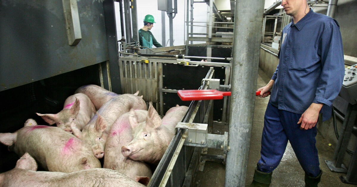 Nog steeds lijden varkens in slachthuizen onnodig, blijkt uit ...
