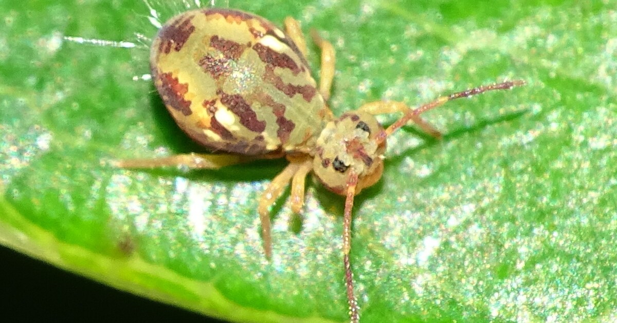 Deze springstaart heeft een gen dat helpt biobrandstof te maken | Trouw