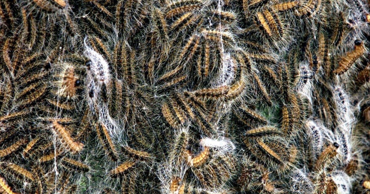 Overlast eikenprocessierups in aantocht | Trouw