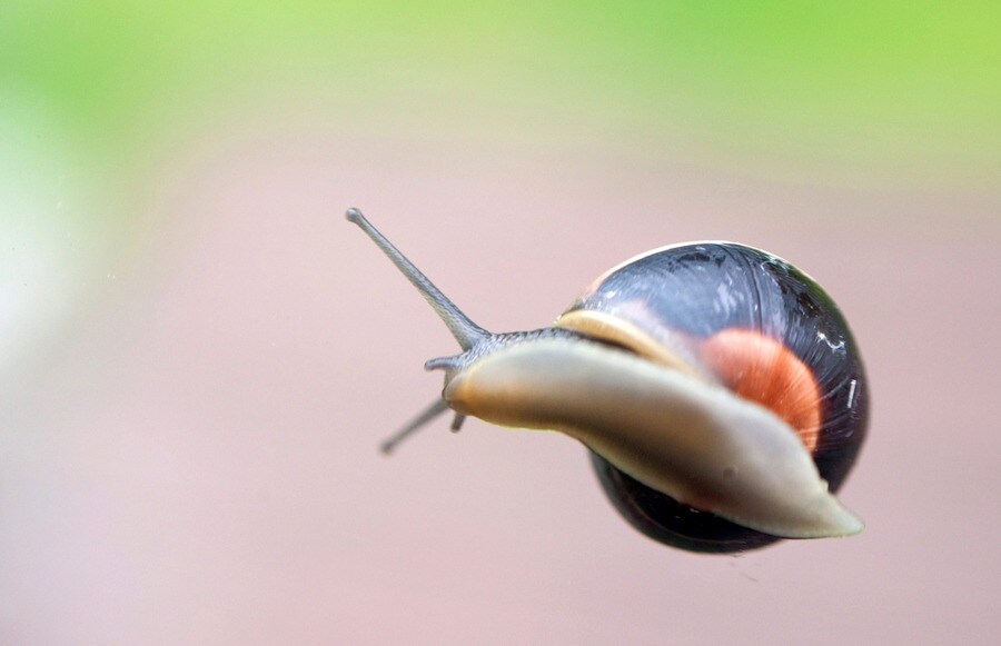 Slakjes overleven vogelmaag en kruipen uit poep | Trouw