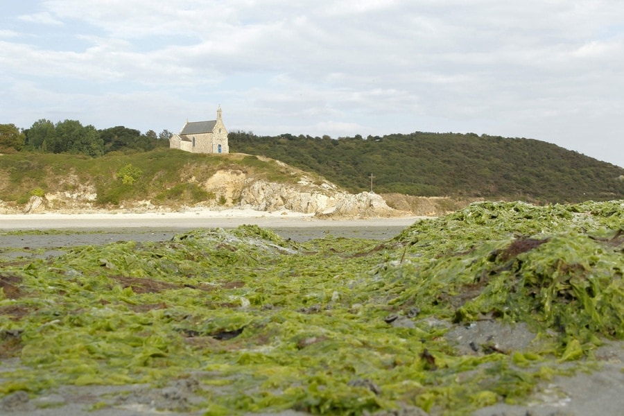 Stranden Bretagne dicht door giftige algen | Trouw