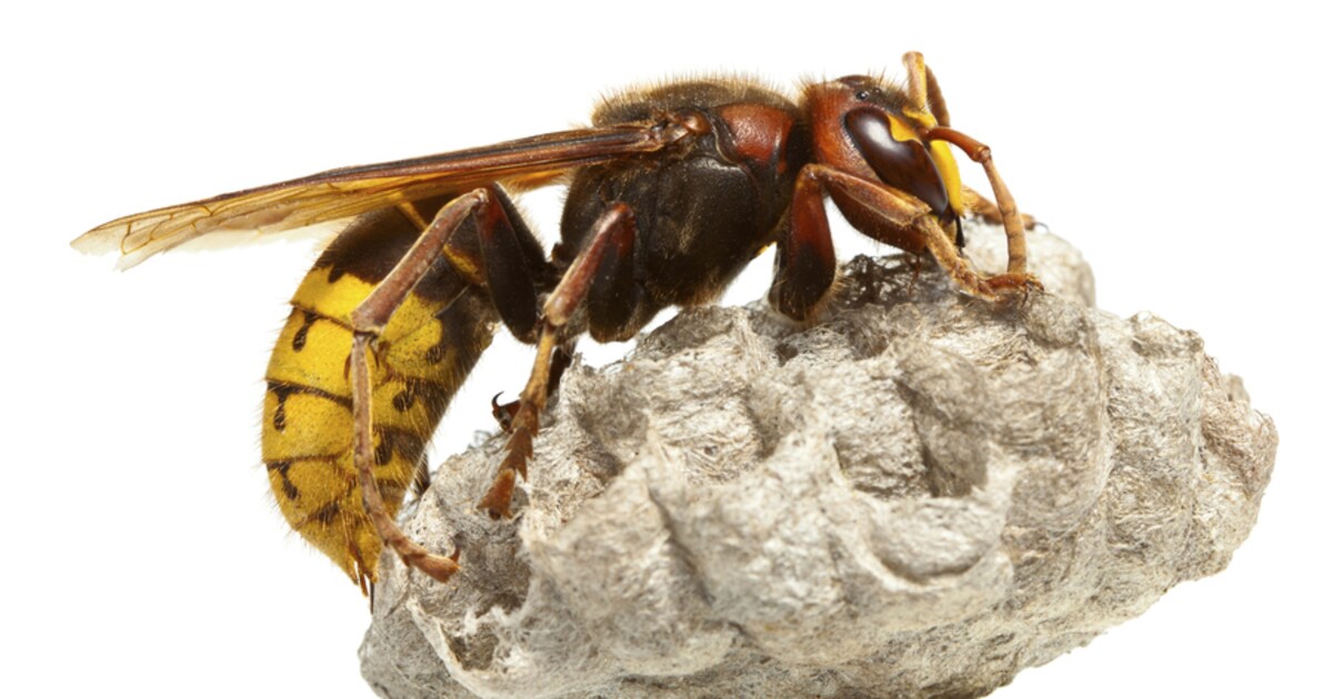 Nest zeldzame reuzenwespen aangetroffen in Doorwerth | Trouw