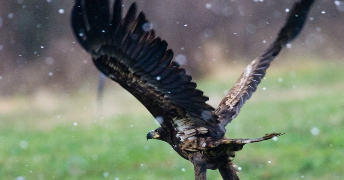 Nieuw soort arend blijkt geverfd te zijn door boer | Trouw