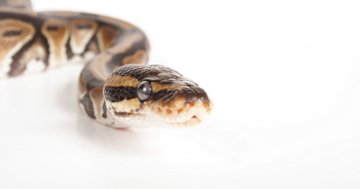 Politie vangt twee meter lange python | Trouw