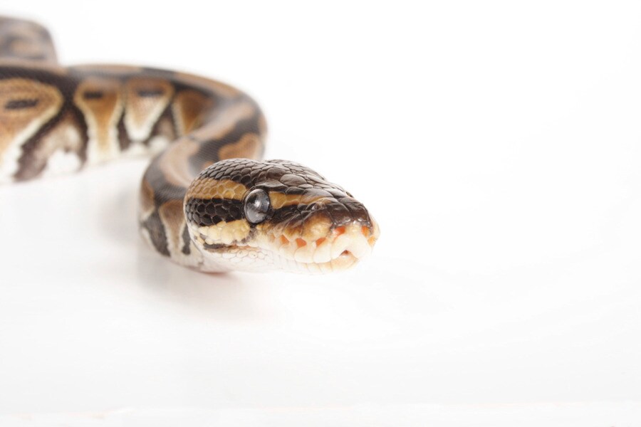 Politie vangt twee meter lange python | Trouw