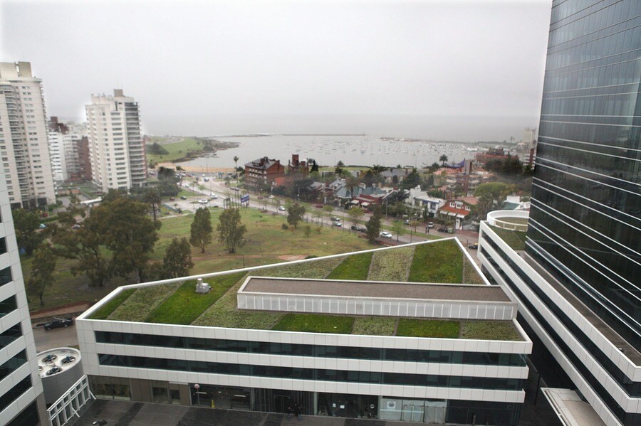 In Rotterdam groeien de groene daken | Trouw