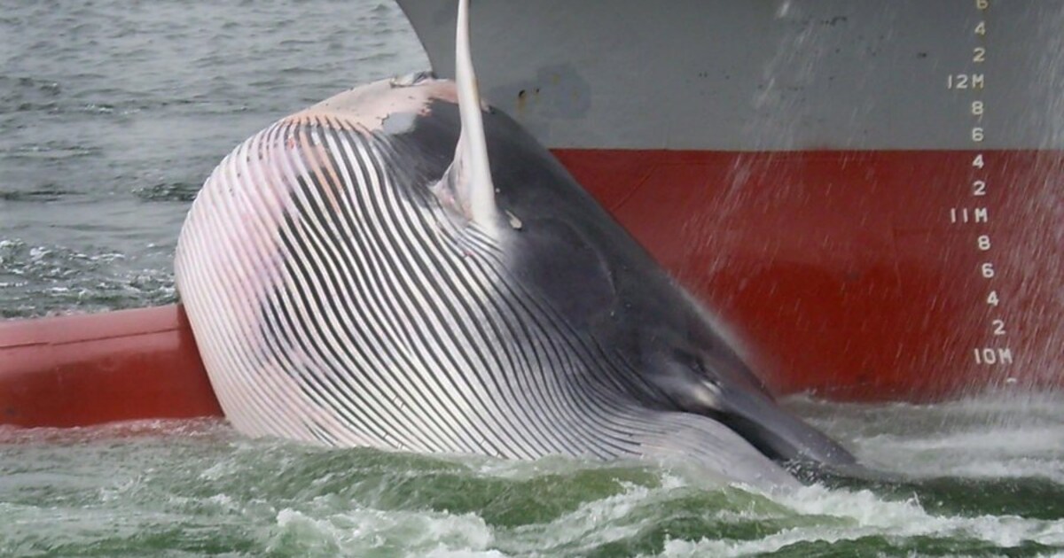 Aangevaren walvis blijkt gewone vinvis | Trouw