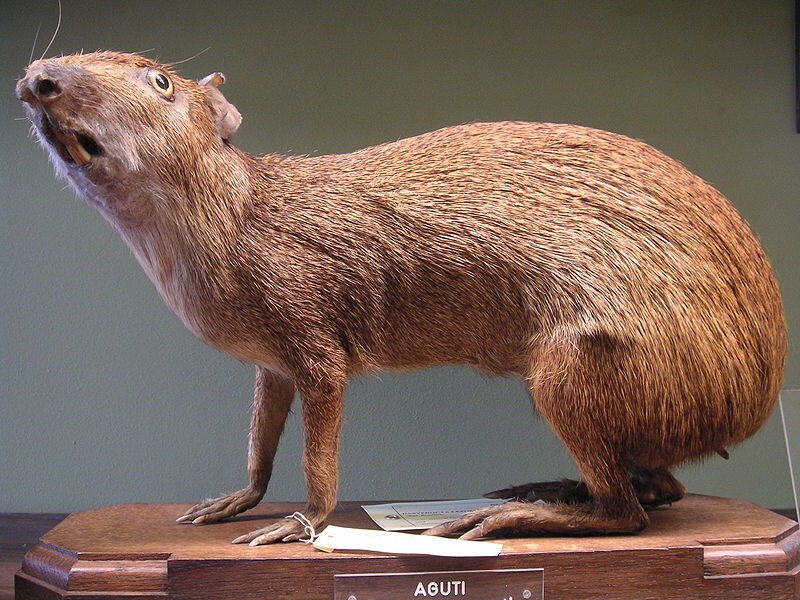 'Knaagdieren namen taak olifantachtigen over' | Trouw