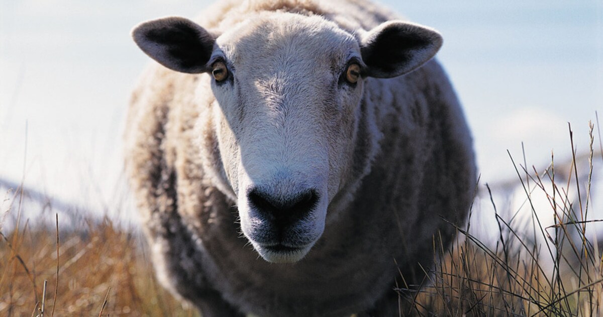 Jongeman dumpt dood schaap | Trouw