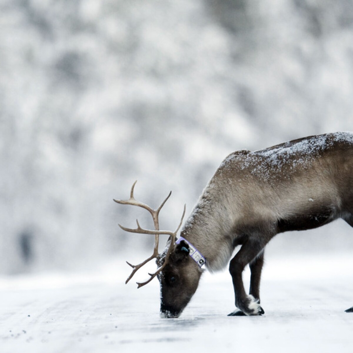 Rudolph Neus En Gewei Rendier Knutselen | Lobbes Speelgoed