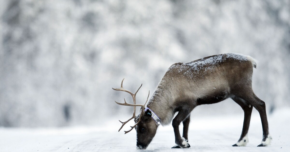 Waarom de neus van Rudolph het rendier rood is | Trouw