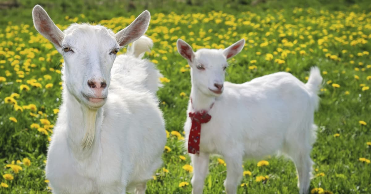 Aldi haalt 'blije geit in de wei' van verpakking na klacht Wakker Dier ...