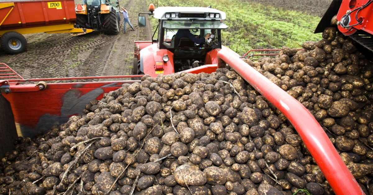LTO: aardappeloogst pakt fors lager uit | Trouw