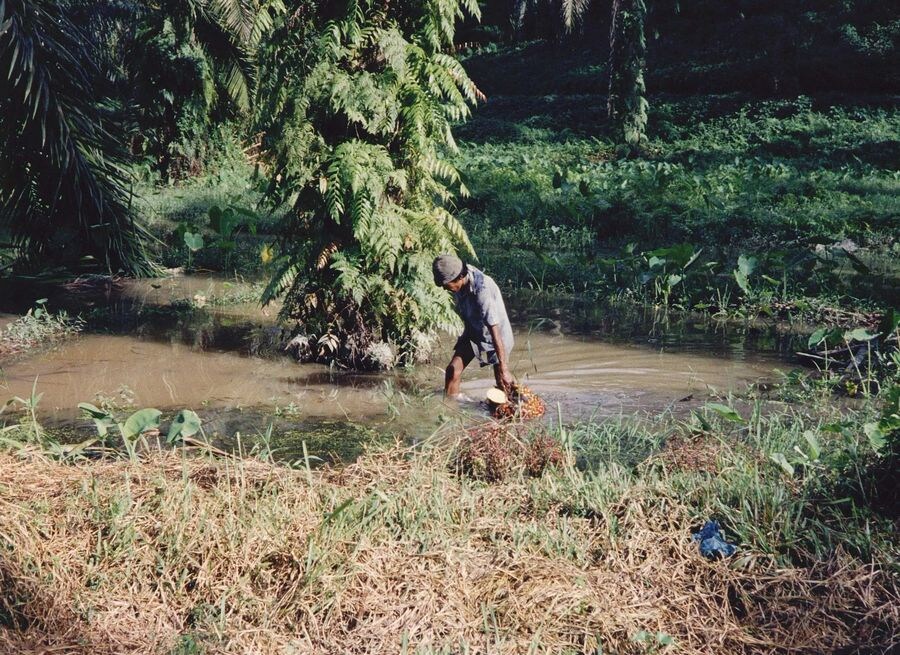 Samenwerking Nederland en Indonesië voor duurzame palmolie | Trouw