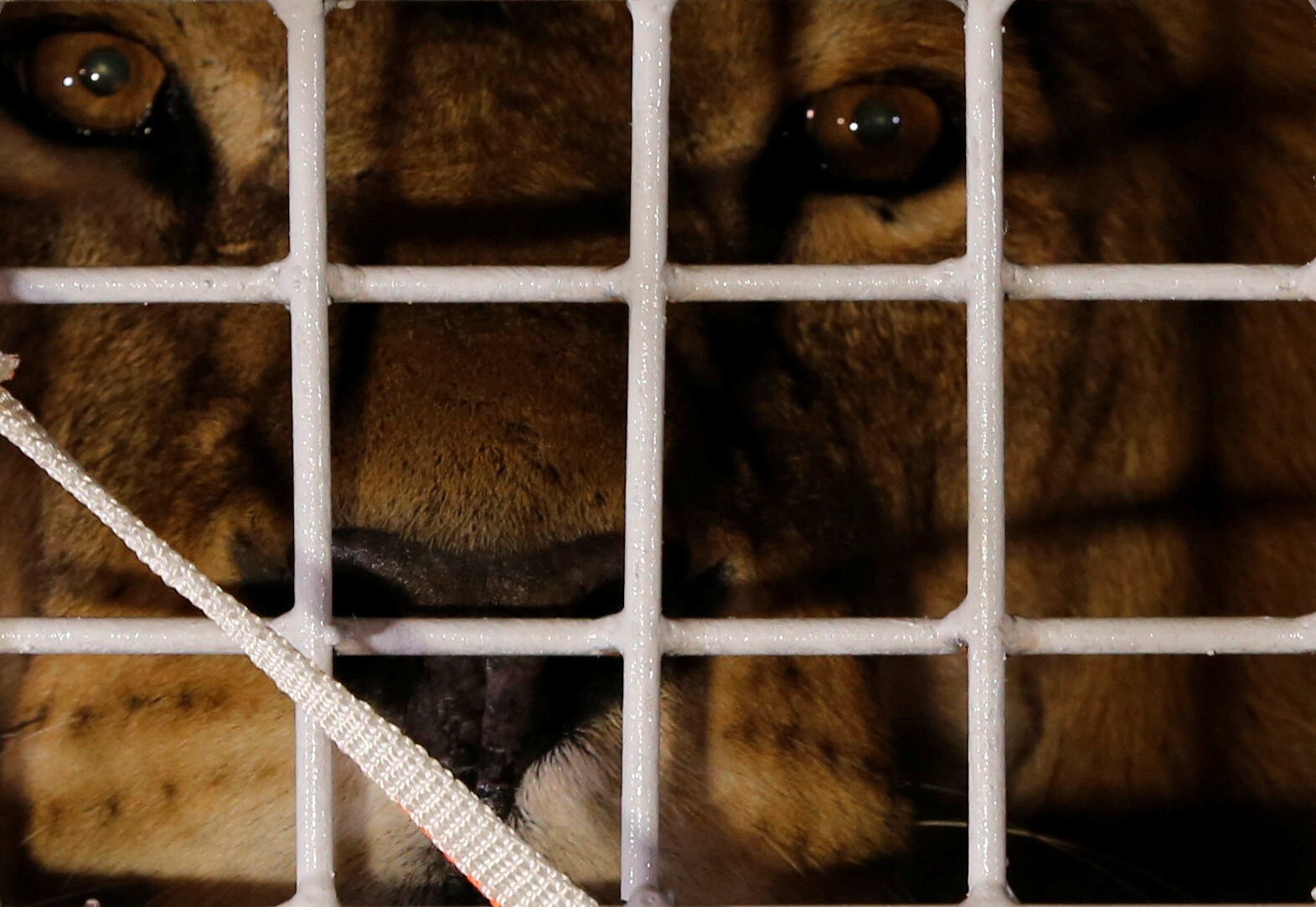 Vliegtuig met 33 leeuwen landt op vliegveld Zuid-Afrika | Trouw