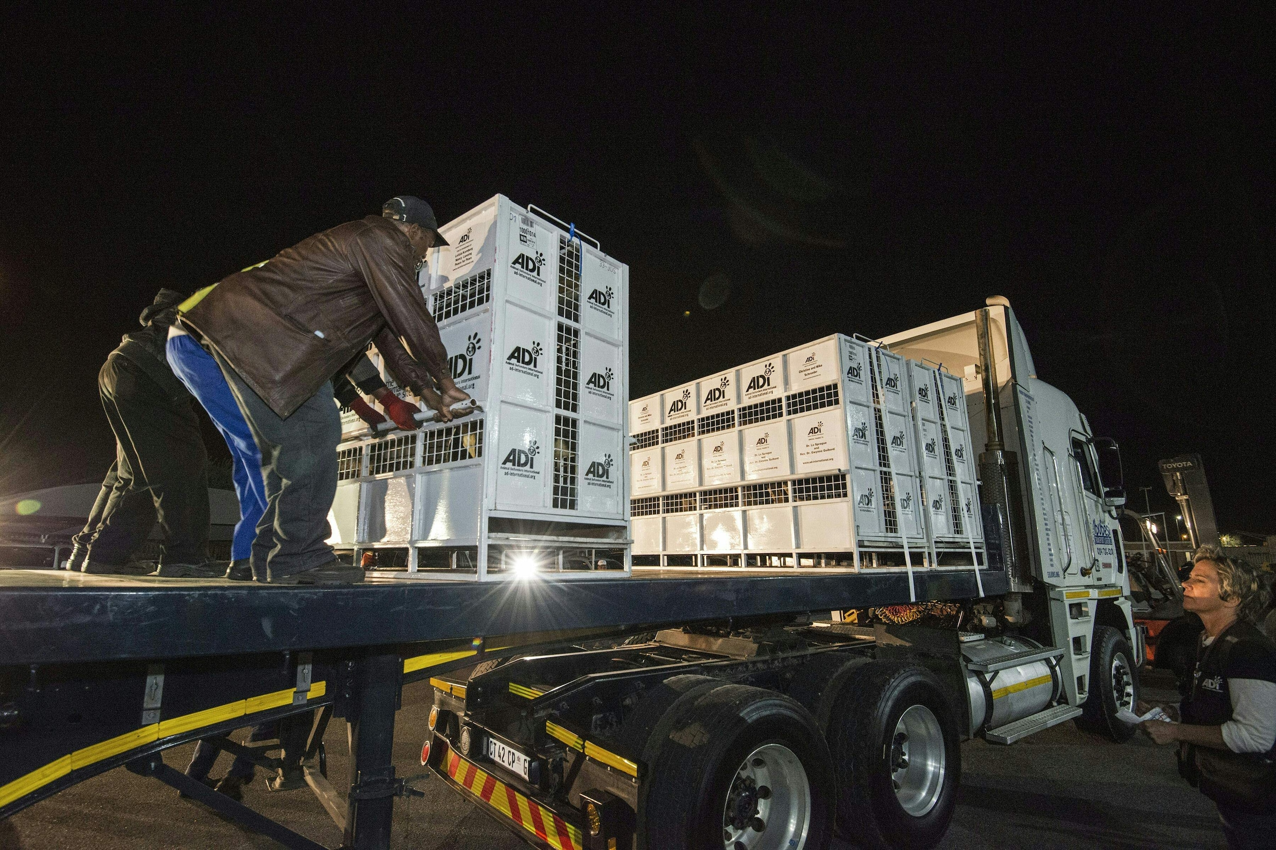 Vliegtuig met 33 leeuwen landt op vliegveld Zuid-Afrika | Trouw