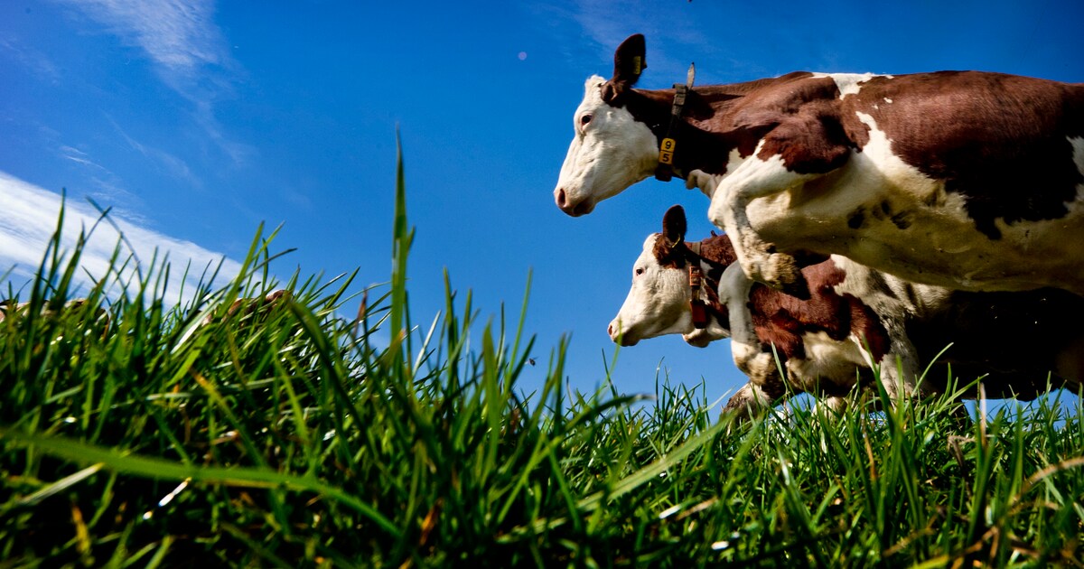 Wakker Dier schrapt drie kandidaten uit ‘Liegebeest-verkiezing’ | Trouw