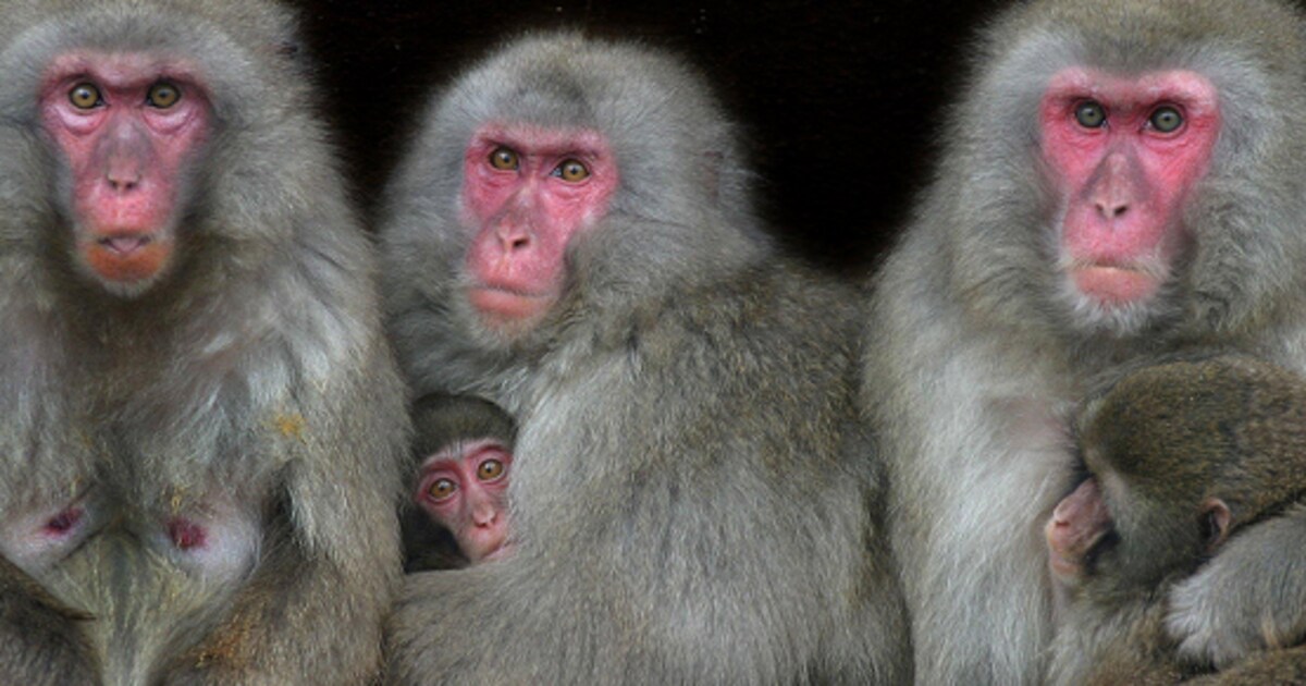 Logisch redeneren is voor de makaak een stuk belangrijker dan een ...