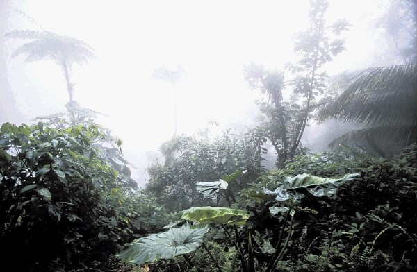 Nederland krijgt een oerwoud, maar wie betaalt de ranger? | Trouw