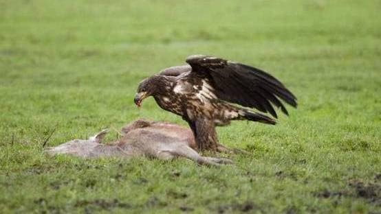 Lezersvraag | Gooit een arend zijn kuiken uit het nest en vliegt de ...