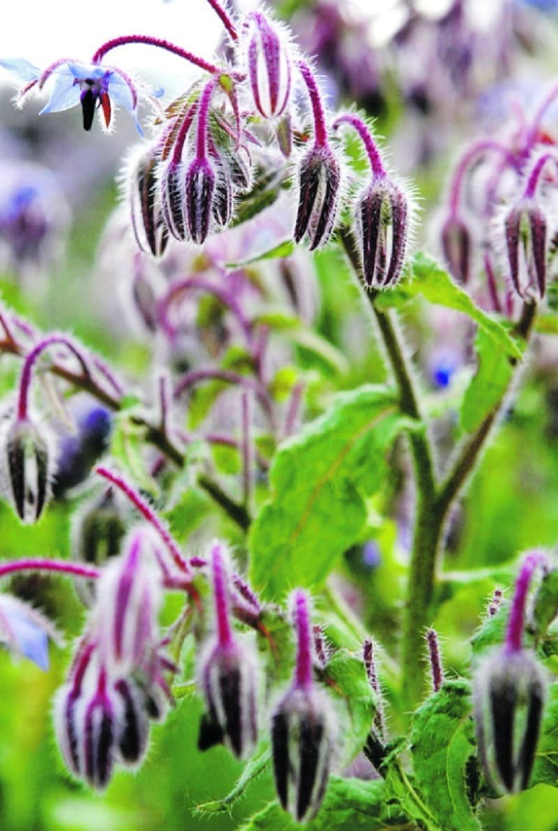 Laat de tuin geuren naar koek, citroen, drop of pindakaas | Trouw