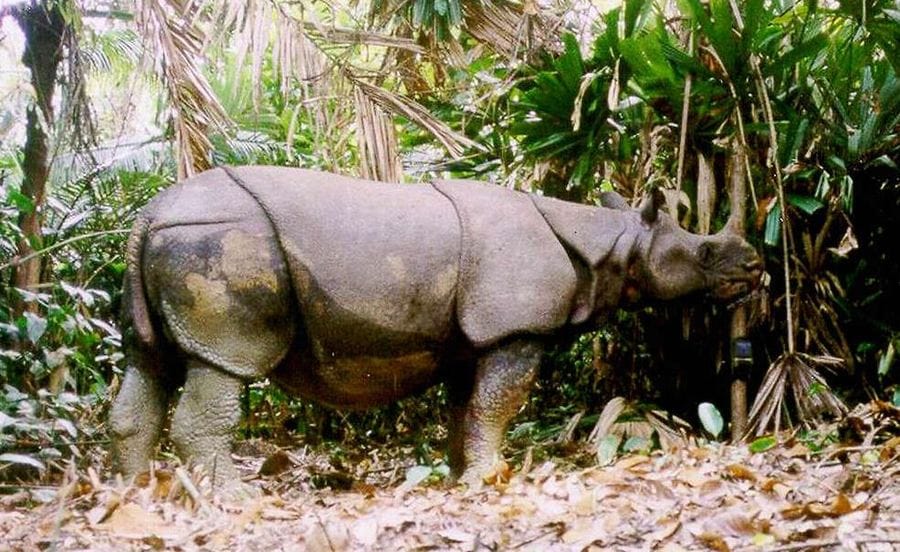 26 Javaanse neushoorns gestroopt en toch ziet Indonesië hun aantal ...