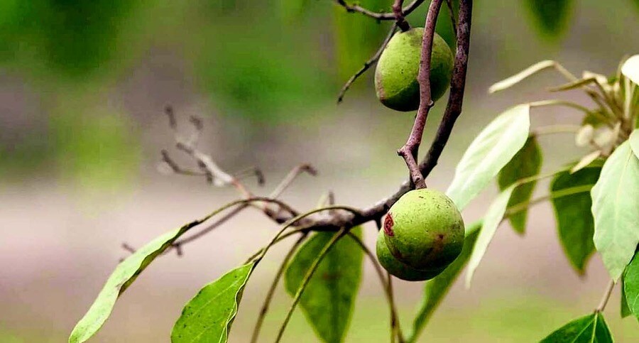 Ruwe bolster, veelzijdige pit | Trouw