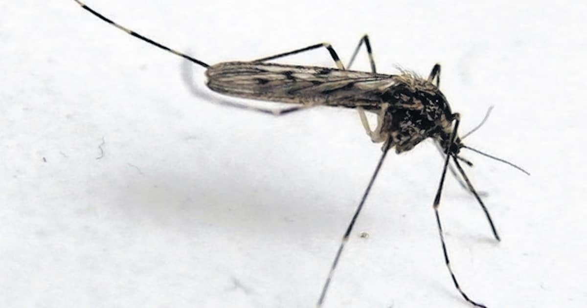 Muggen aangetroffen in muggenvrij IJsland. Wat zegt dat? | Trouw