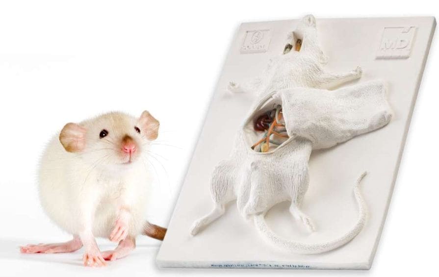 Proefdiervrij begraaft strijdbijl | Trouw