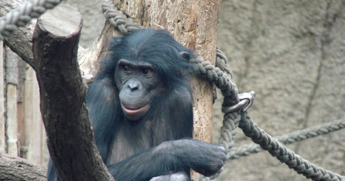 Menselijk DNA ligt ergens tussen bonobo en chimpansee | Trouw