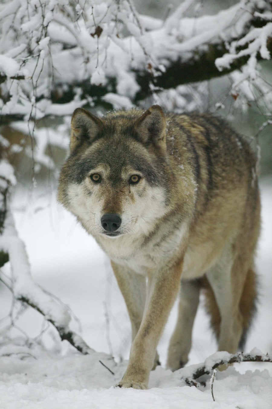 Wie is er bang voor de boze wolf? | Trouw