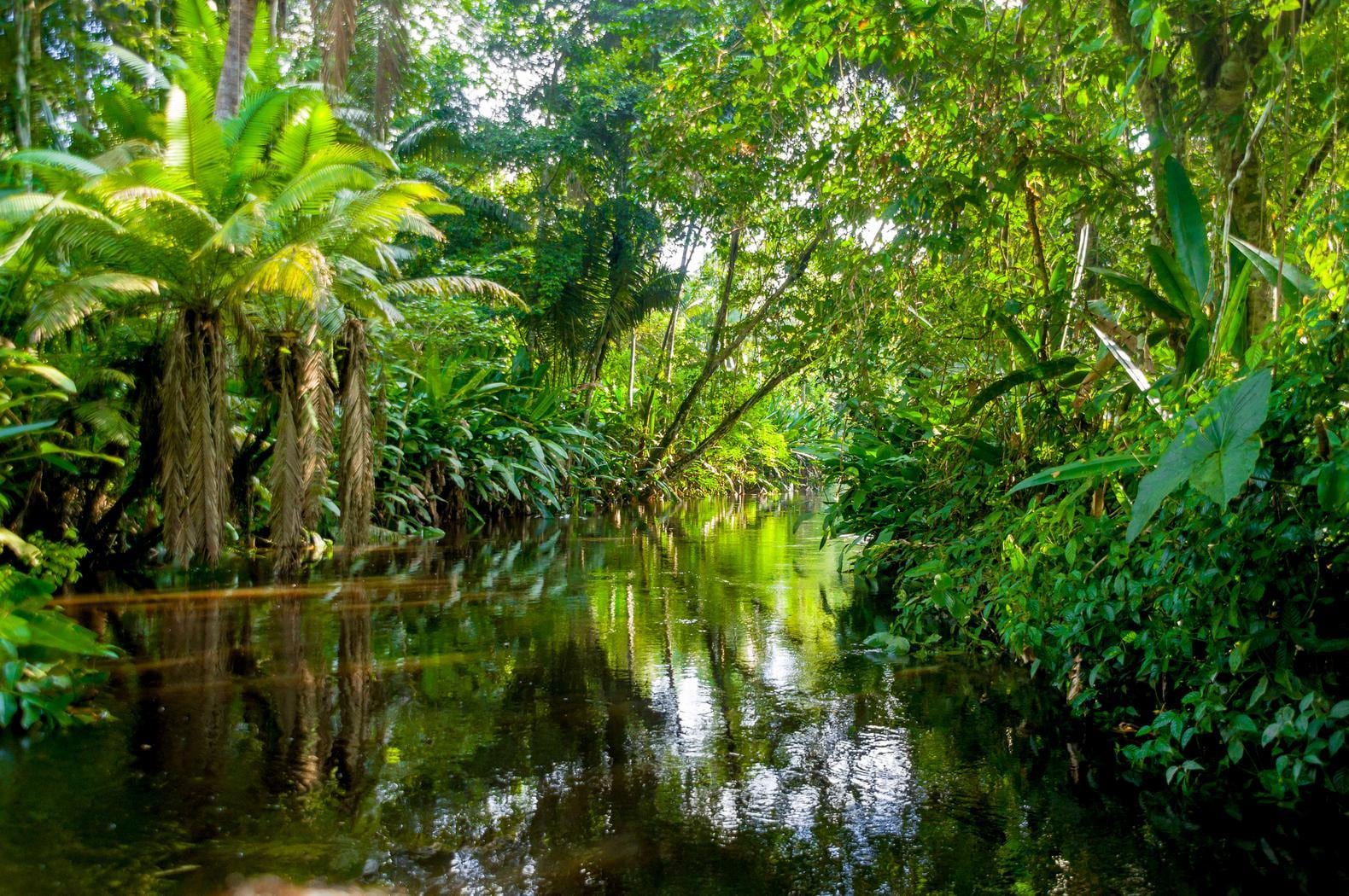 Veel meer regenwoud Brazilië gekapt | Trouw