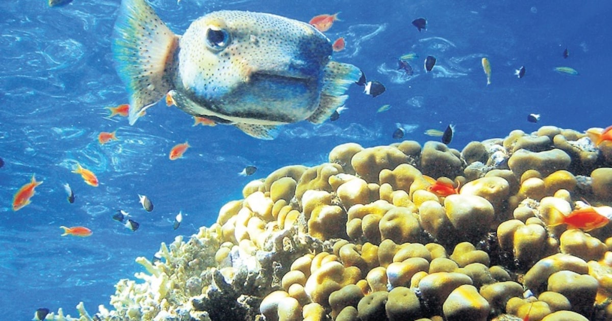 Hoe de verwoesting van de natuur de economie hard raakt | Trouw