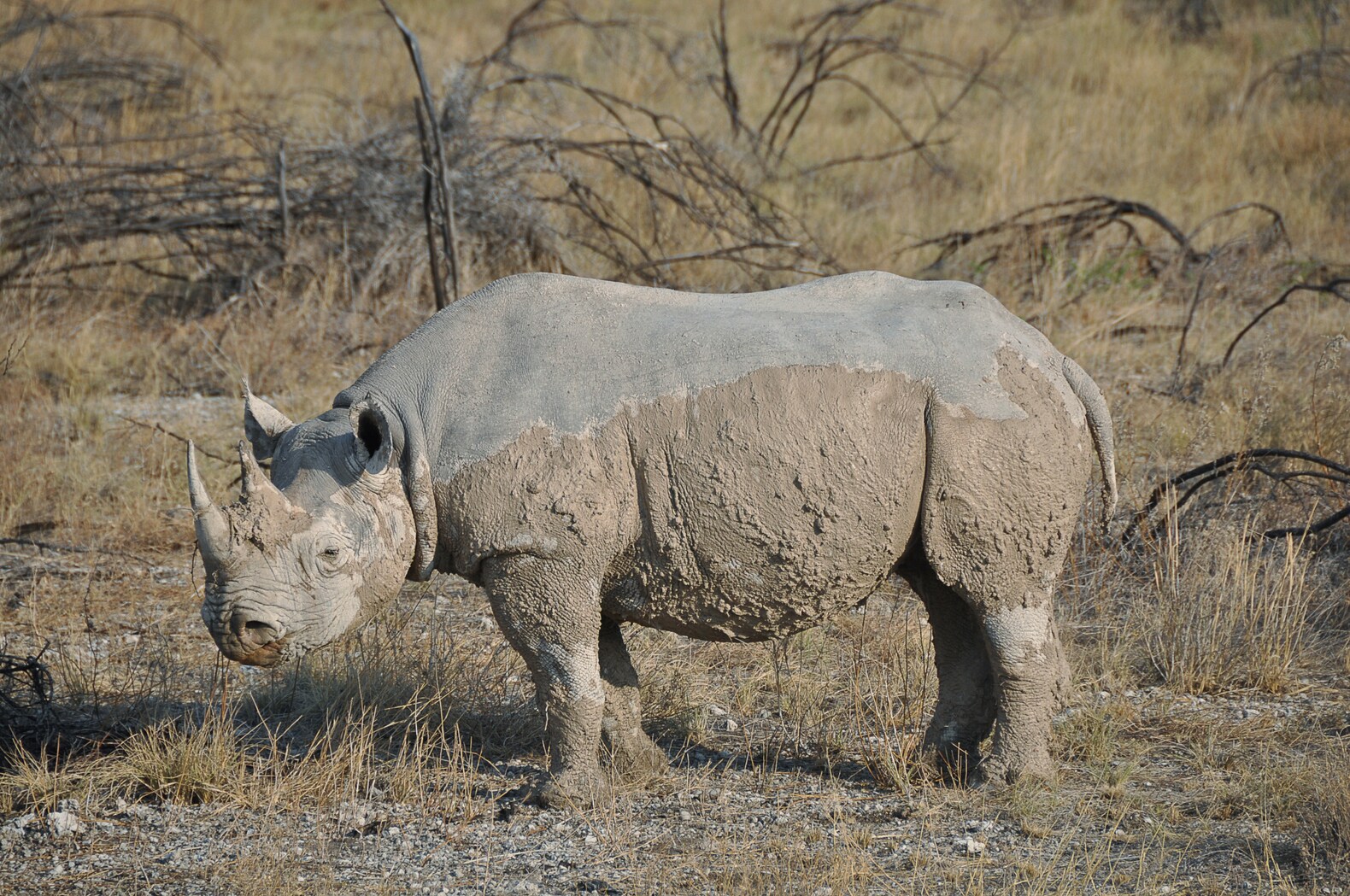 'Uitsterven noordelijke witte neushoorn is onvermijdelijk' | Trouw