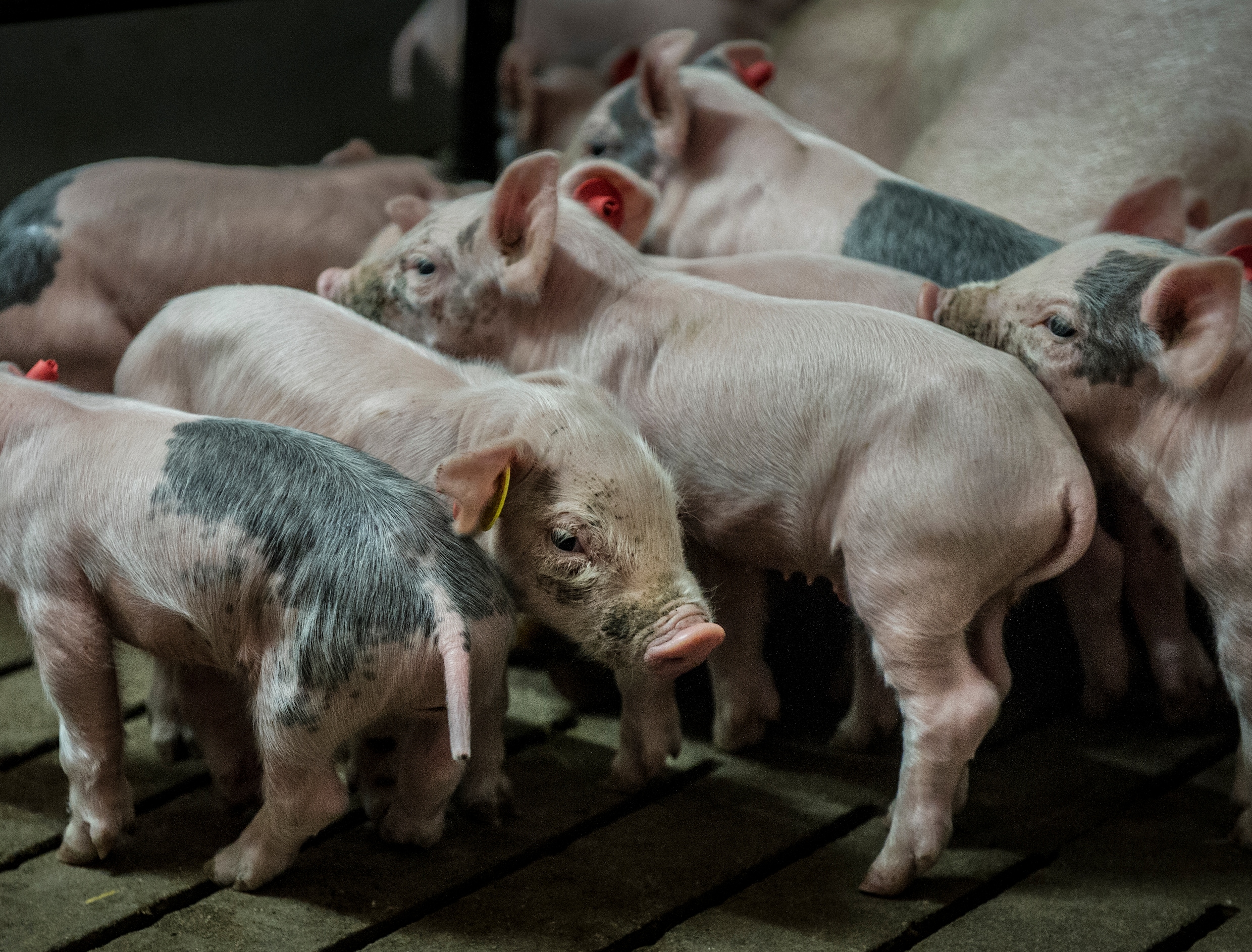 Wetenschapper Fleur Hoorweg vraagt zich af naar aanleiding van de Wet ...