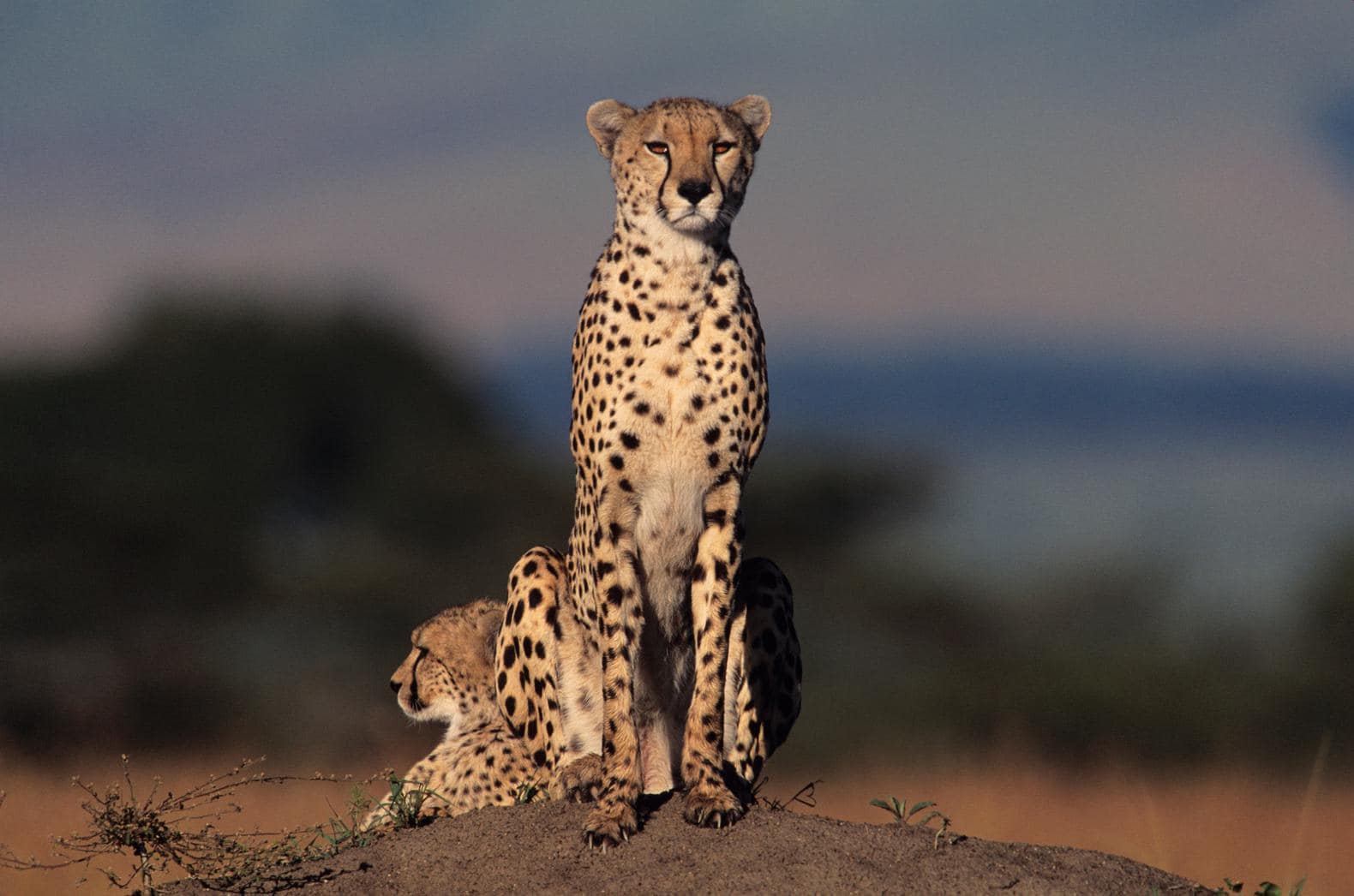 Het gaat niet goed met de cheeta en dat is de schuld van de mens | Trouw