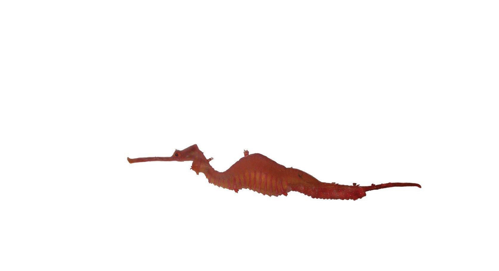 Zeedraak ontdekt in Australië, met dank aan een museumstuk | Trouw