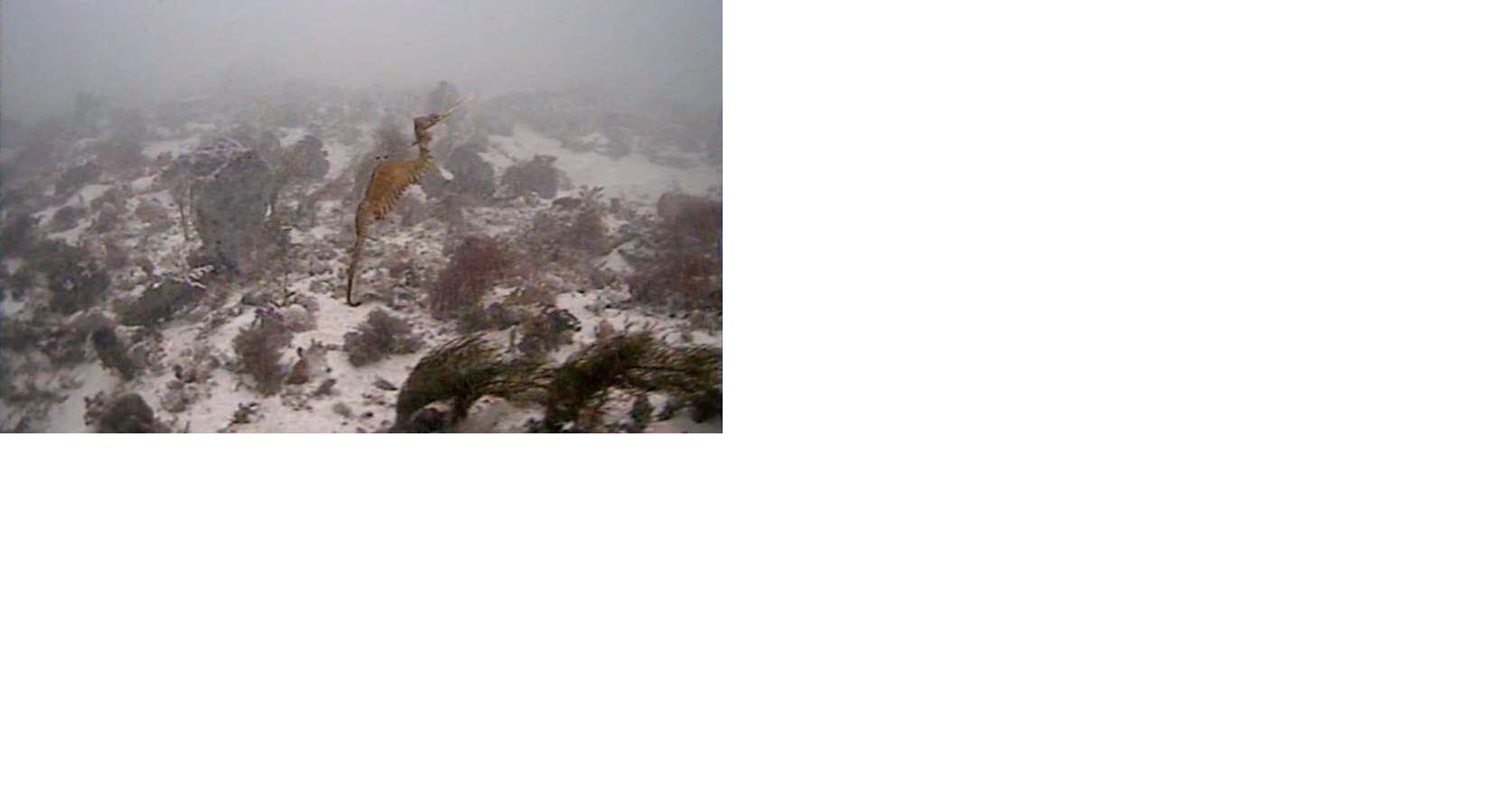 Zeedraak ontdekt in Australië, met dank aan een museumstuk | Trouw